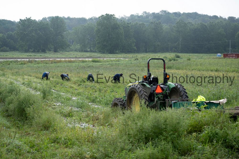 Our Soil Testing Project with Cornell University