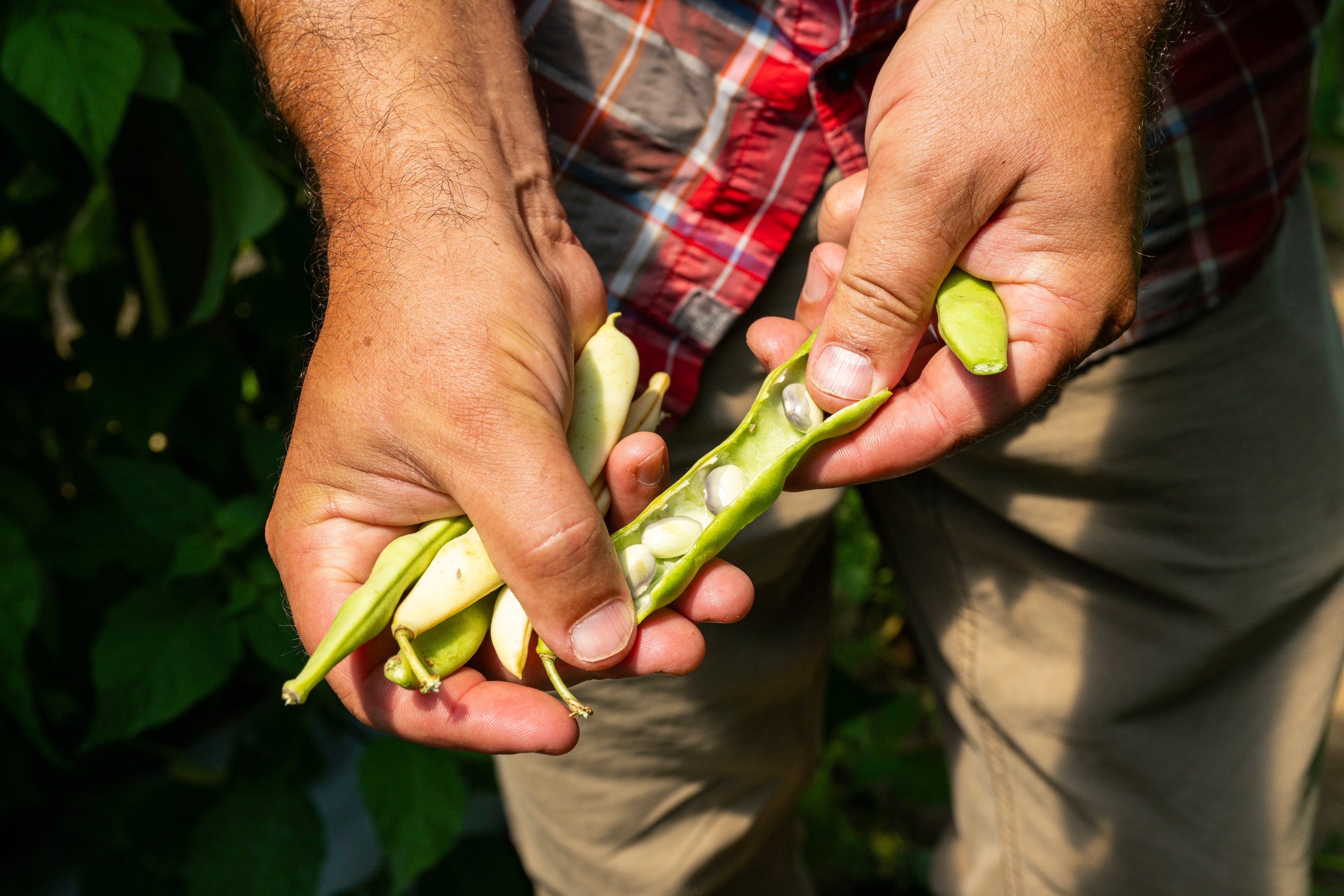 What We Grow | Norwich Meadows Farm